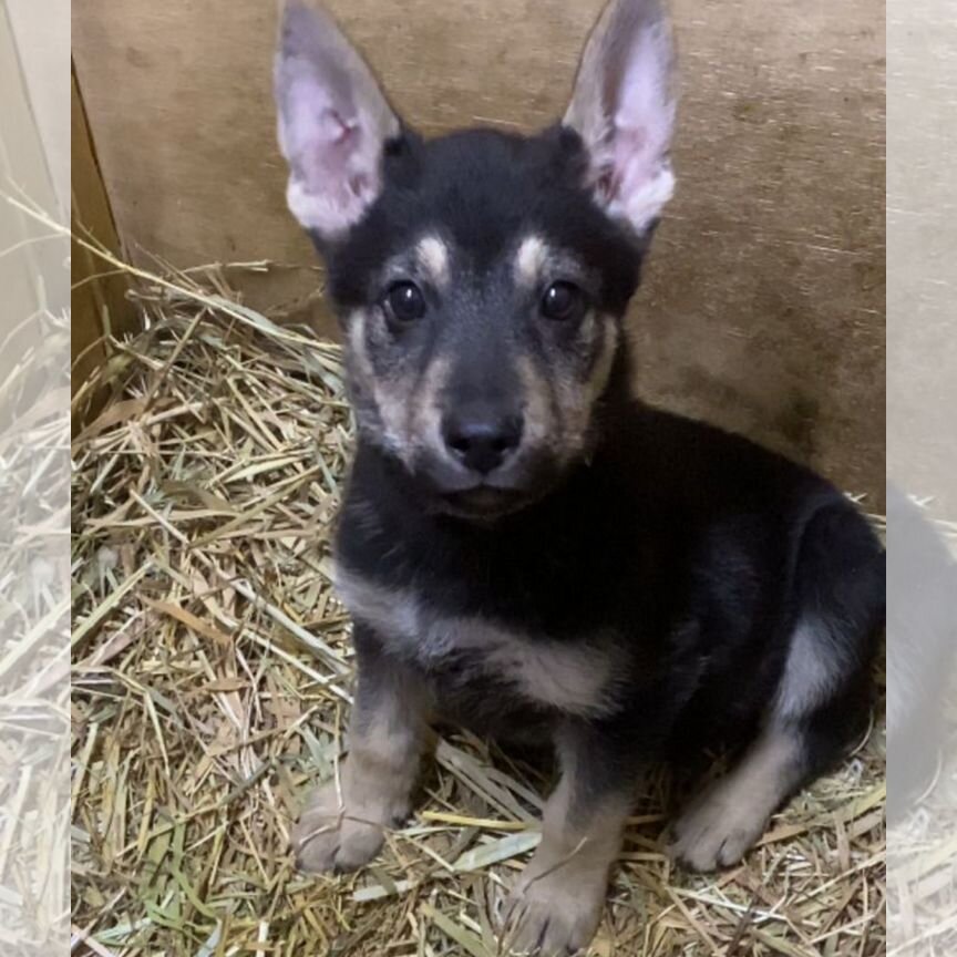 Щенок в добрые руки