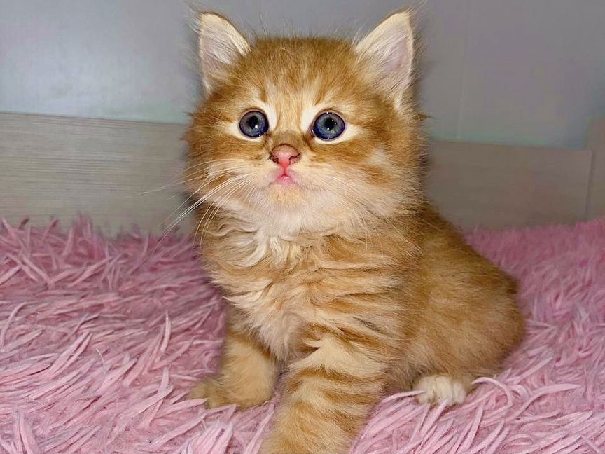 Шотландская вислоухая кошка