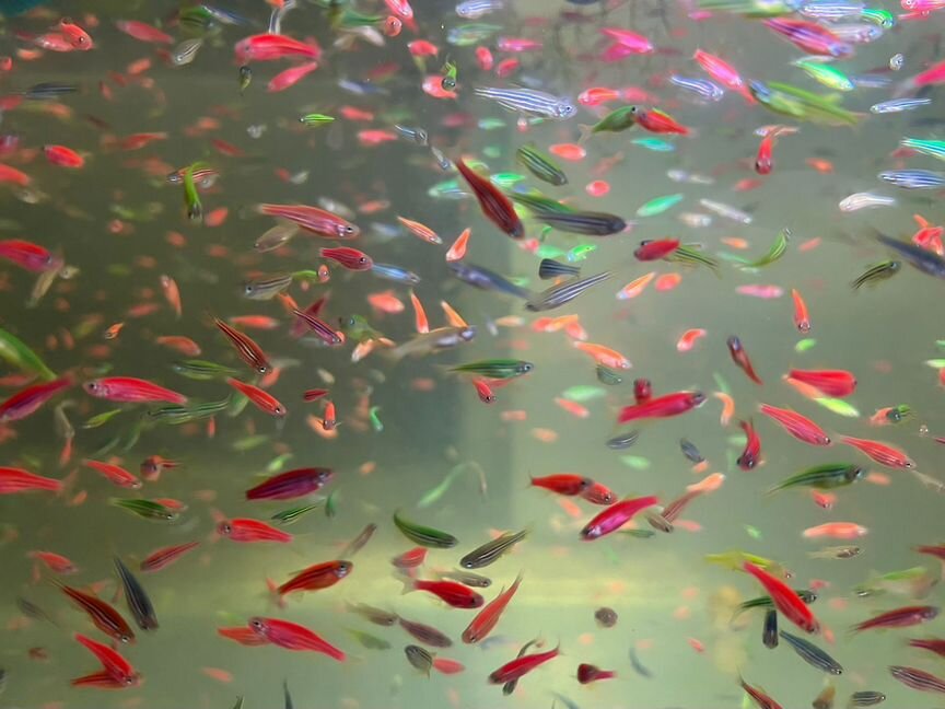 Рыбки данио