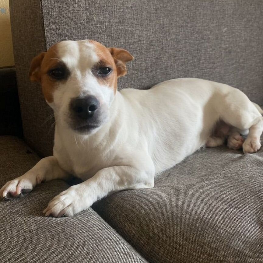 Вязка джек Рассел терьер