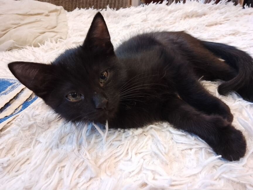 Кот в добрые руки