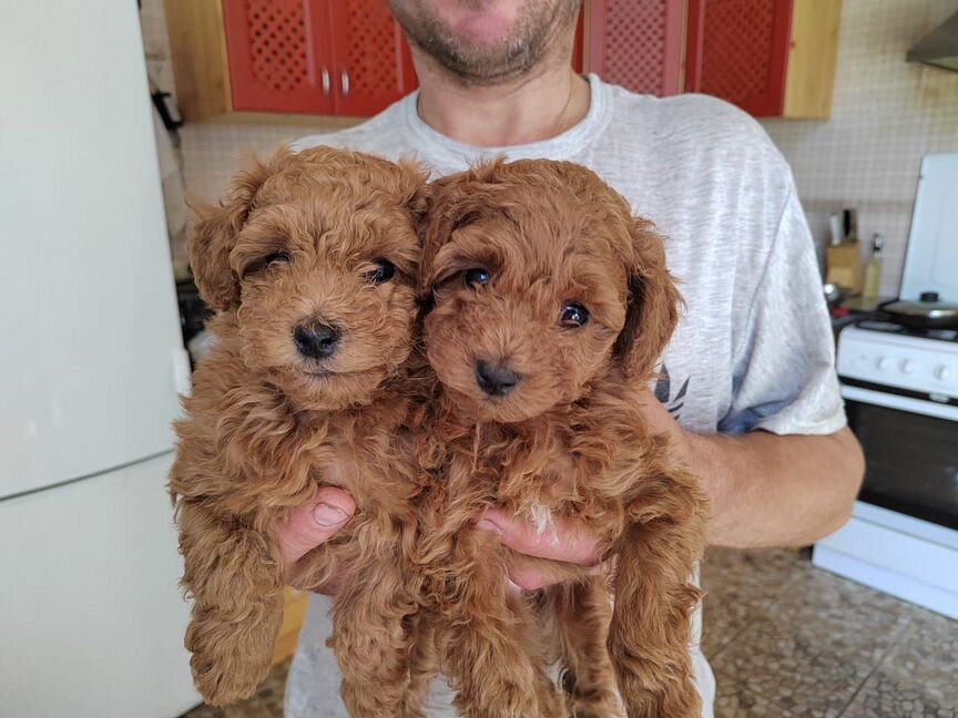 Красный той-пудель