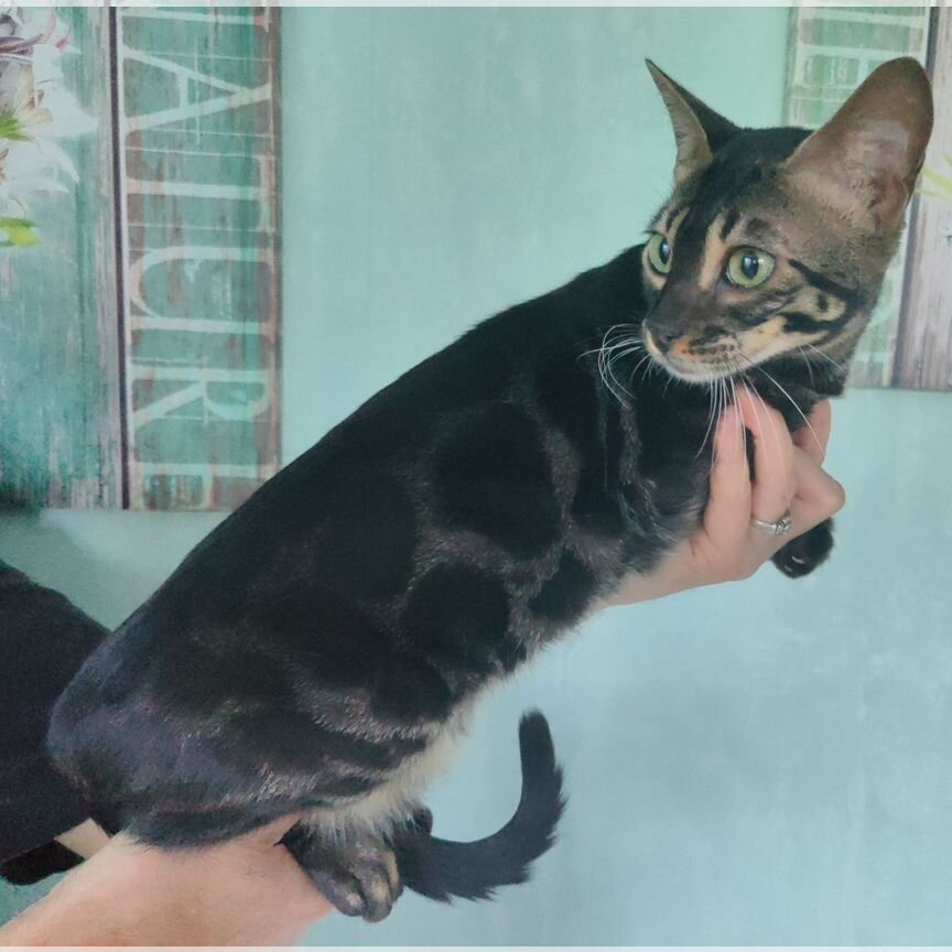 Бенгальская кошка charcoal