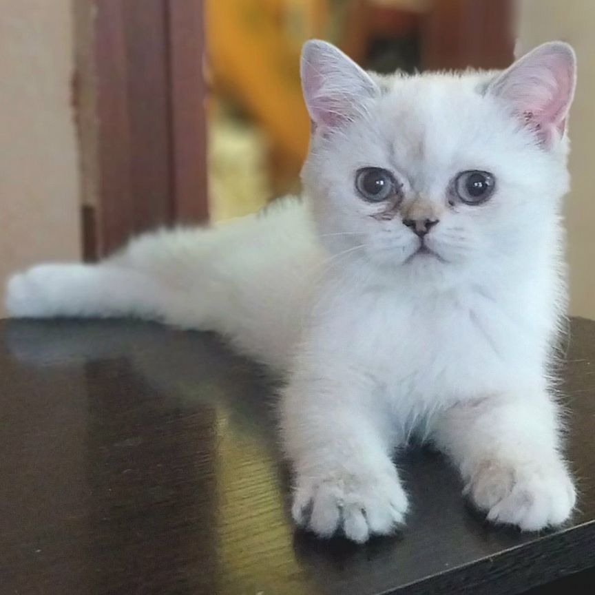 Шотландский прямоухий короткошёрстный котёнок