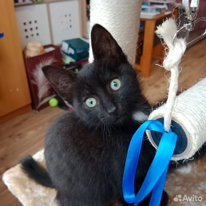 Котенок с укороченным хвостиком в добрые руки