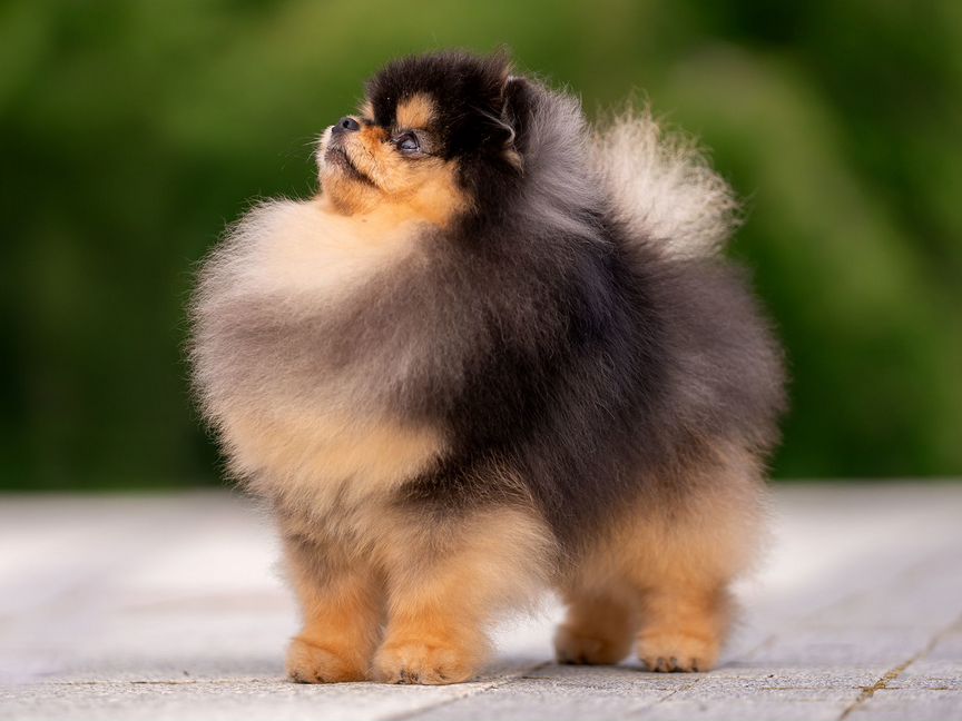 Померанский шпиц мини