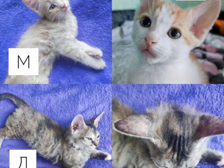 Котята сфинкс браш