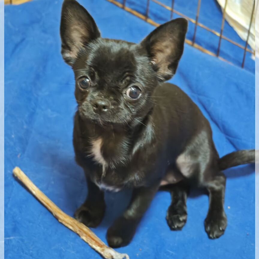 Чихуахуа, щенок