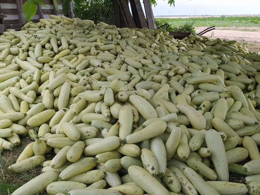 Кормовой кабачок