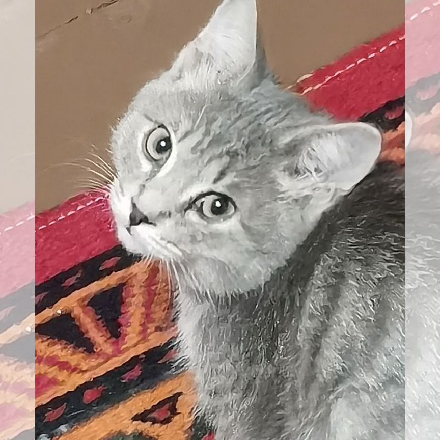 Котёнок в добрые руки