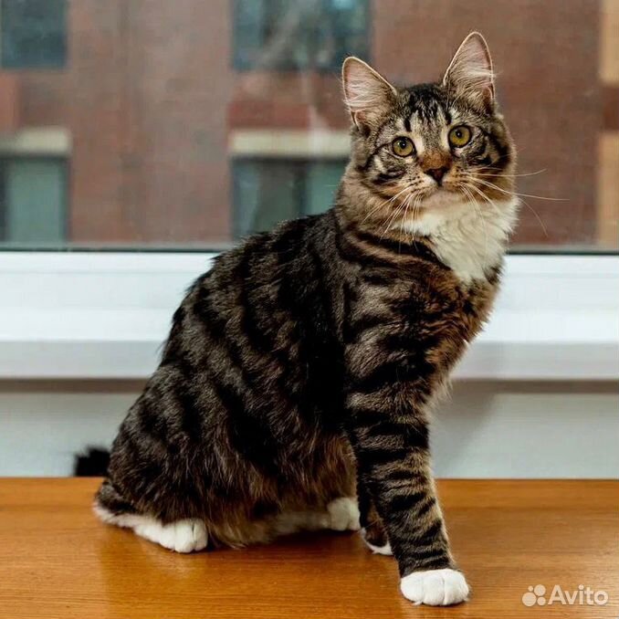 Шикарный котик Мурзик 1 год