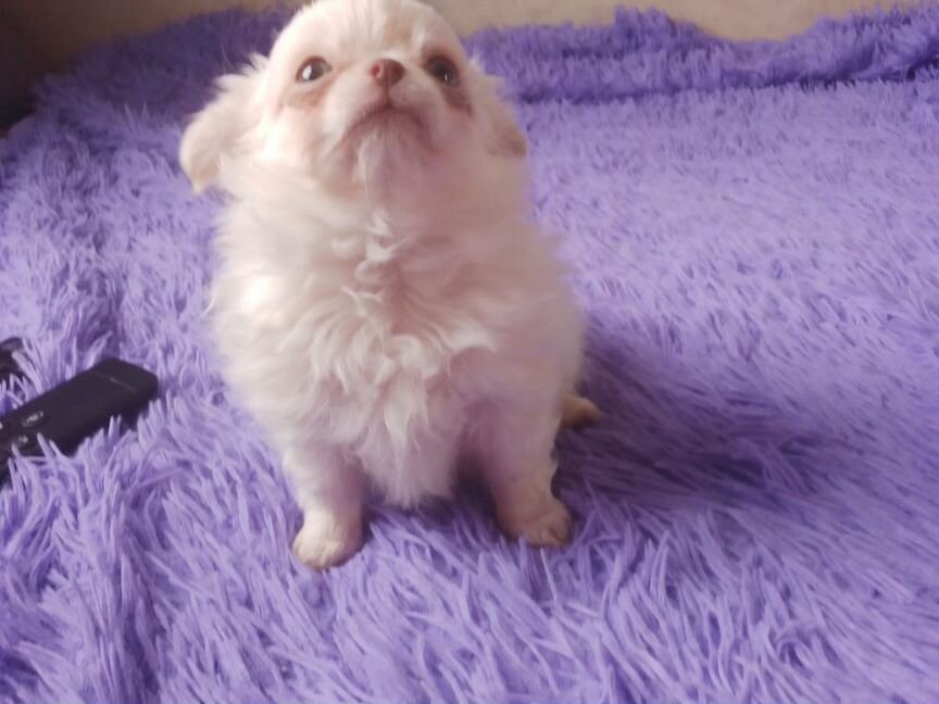 Чихуахуа мини