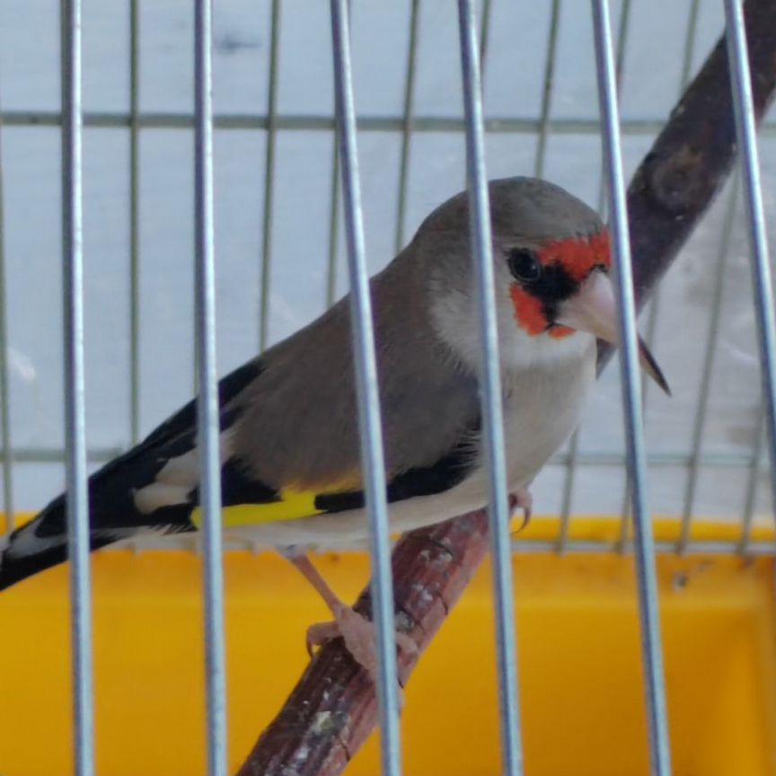 Седоголовый щегол