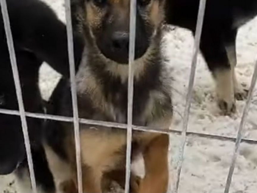 Выбери друга из приюта