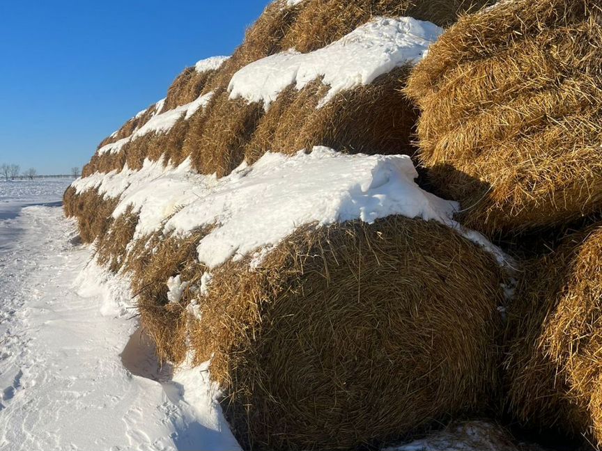 Сено солома в тюках