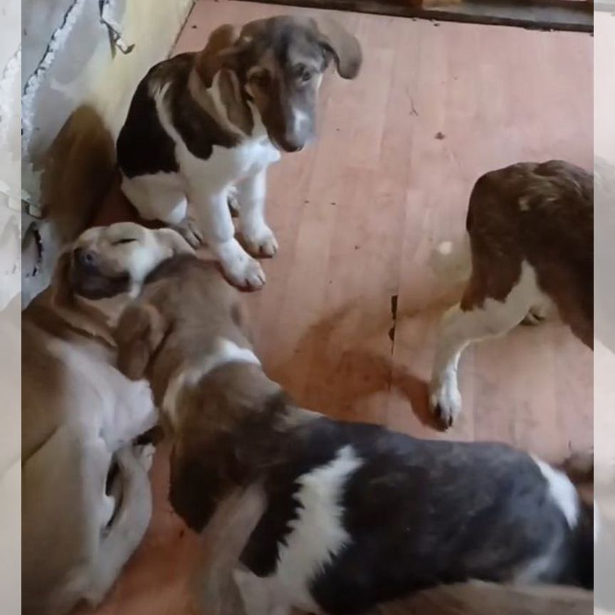 Щенок в добрые руки