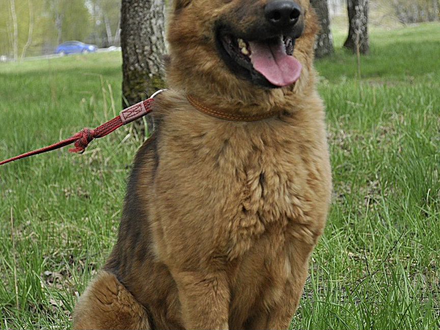 Умничка Кай тоскует в приюте