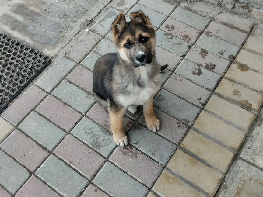 Восточноевропейская овчарка помесь