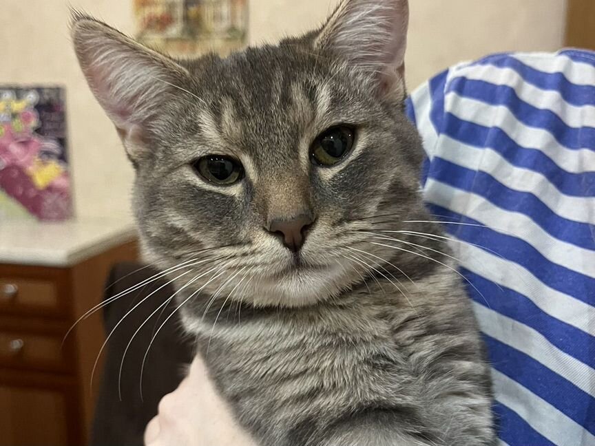 Кот