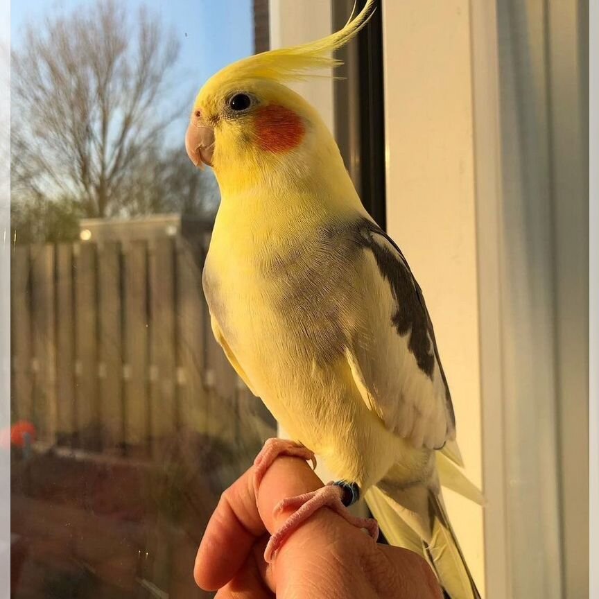 Попугай корелла с клеткой