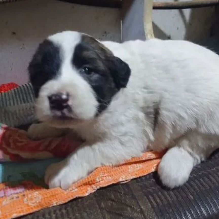 Австралийская овчарка, щенок