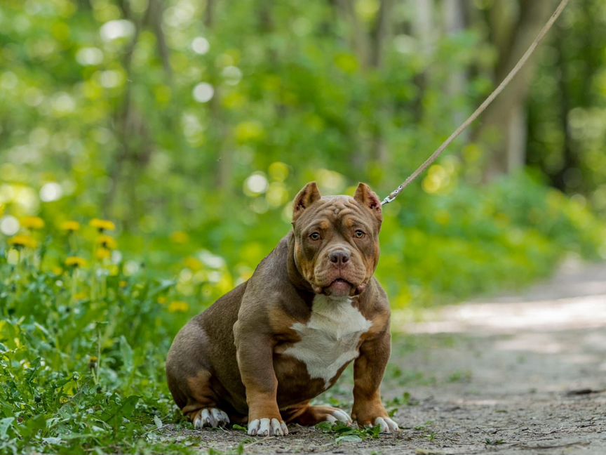 Американский Булли