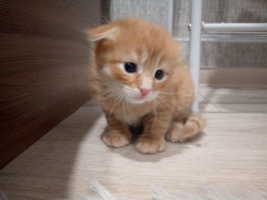 Кошка