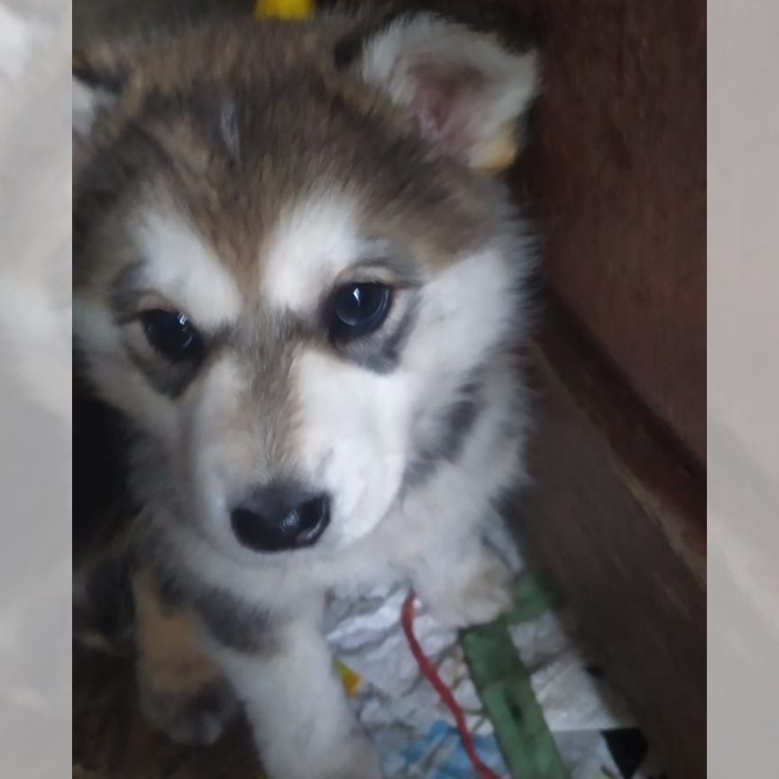 Аляскинский маламут, щенок