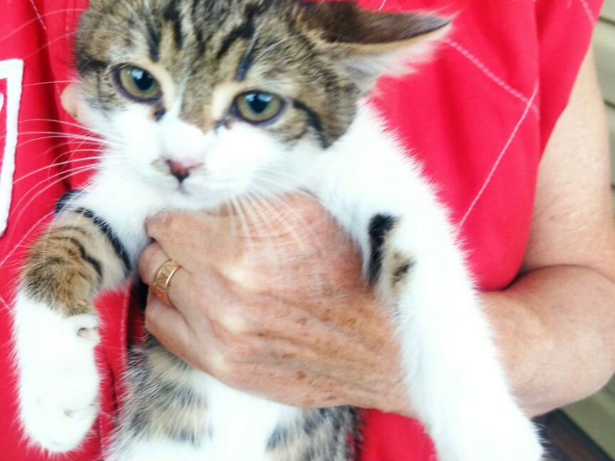 Кошка 3 месяца бесплатно