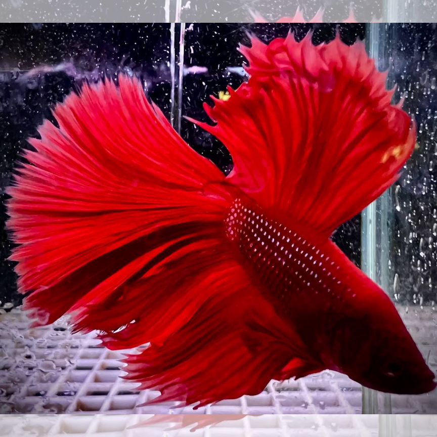 Рыбка петушок бойцовая