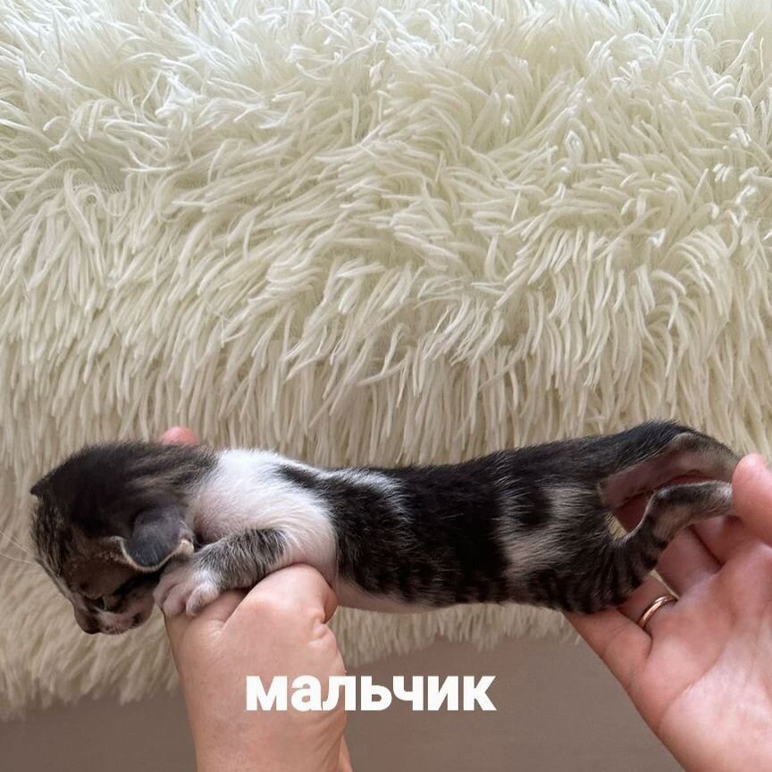Ориентальные котята
