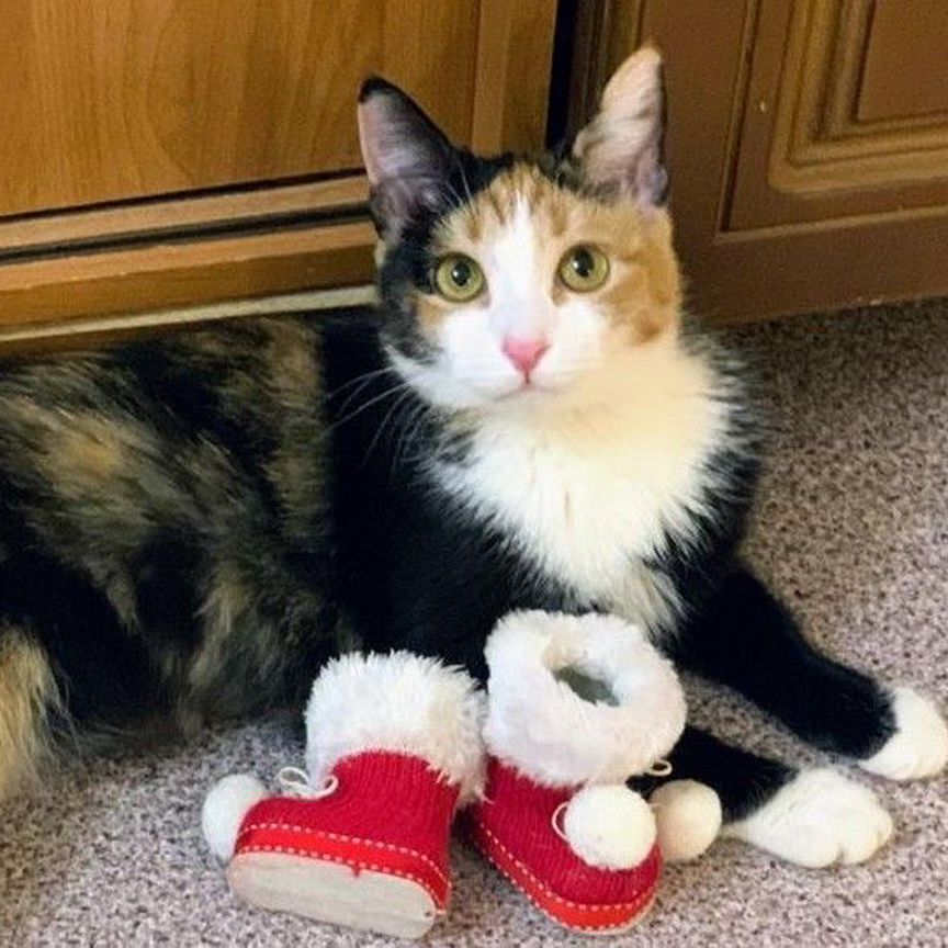 Глэдис ищет заботливых хозяев., 10 месяцев