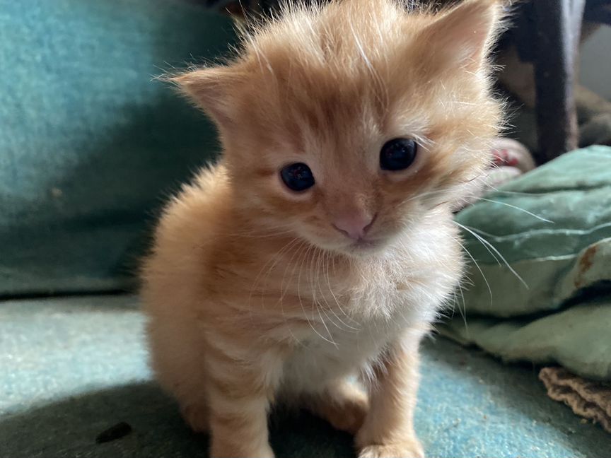 Котенок