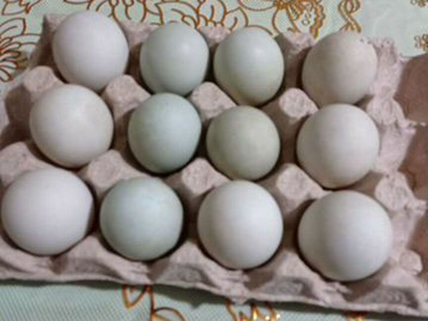 Яйца индийский бегунок на инкубацию