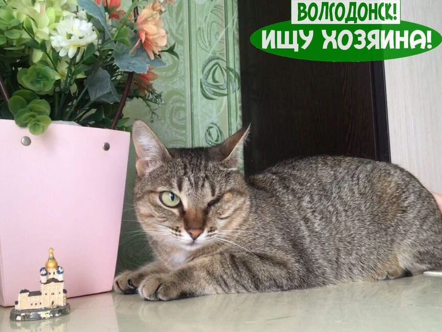 Особенная кошечка в дар