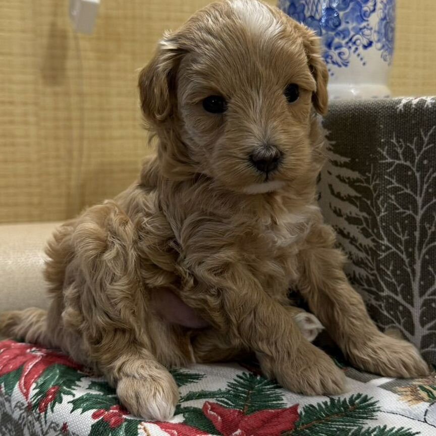 Мальтипу, щенок