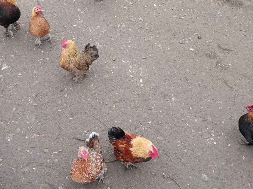 Мини петушки и курочки