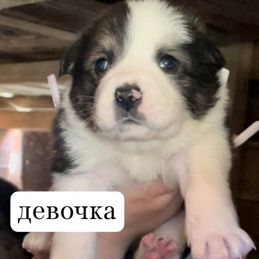 Щенок в добрые руки