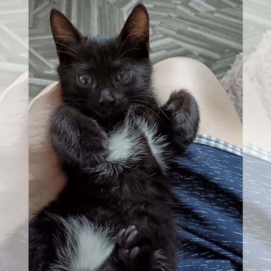 Отдам бесплатно котёнок девочка Мила