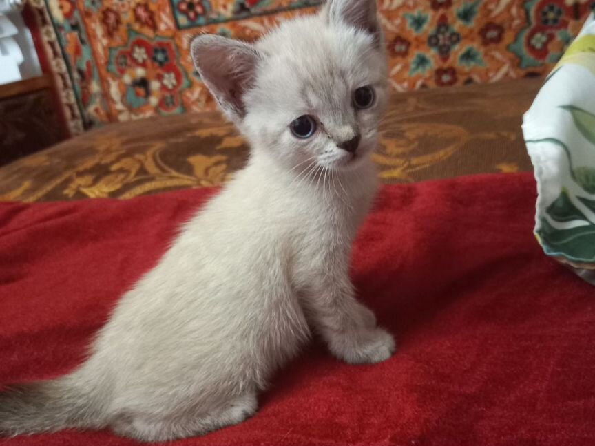 Котята в добрые руки бесплатно