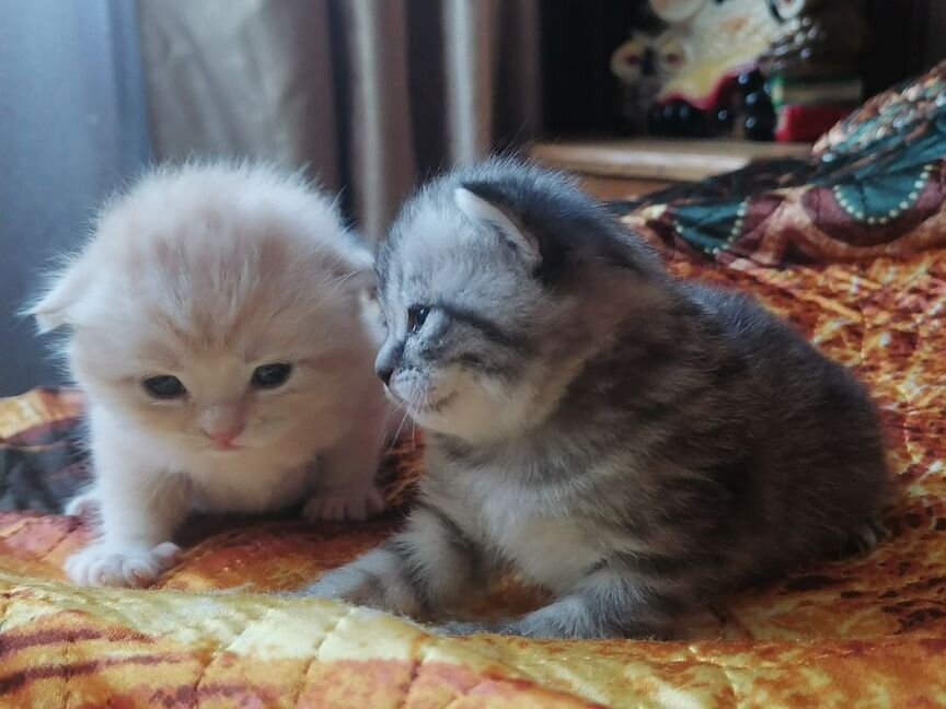 Котята от британцев и шотландских