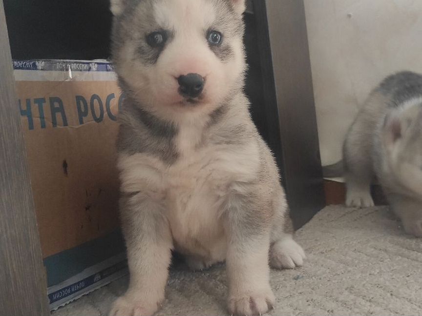 Сибирский хаски