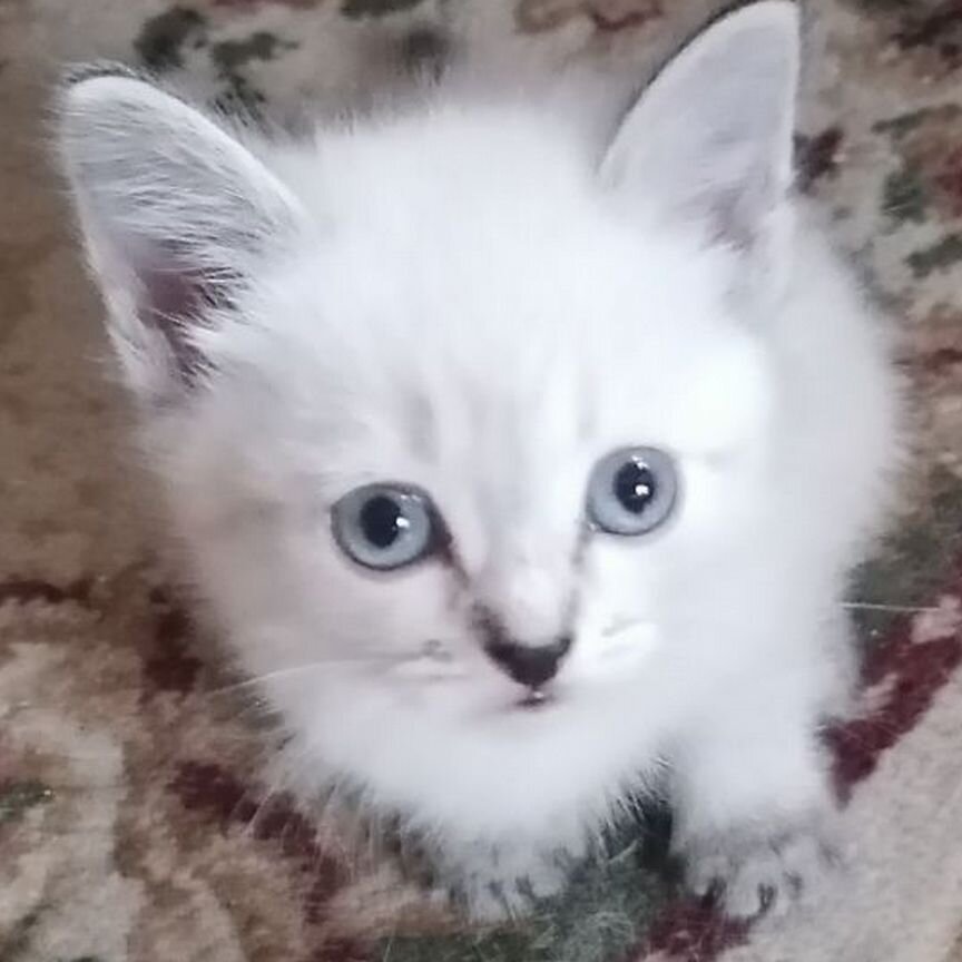 Отдам, самых красивых котят, в добрые руки