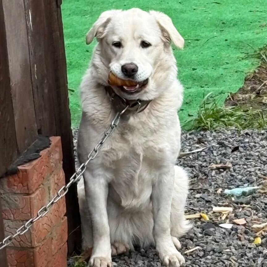 Лабрадор-ретривер, взрослая собака