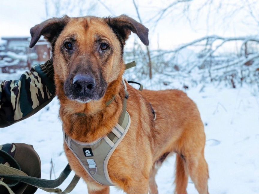 Собака в добрые руки