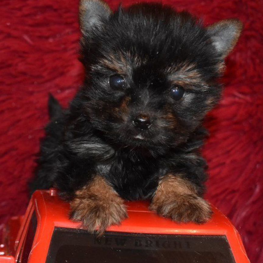 Йоркширский терьер, щенок