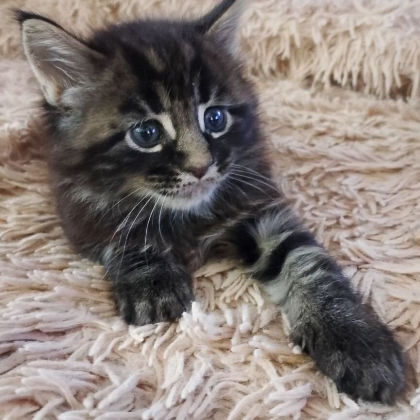 Мейн-кун котёнок