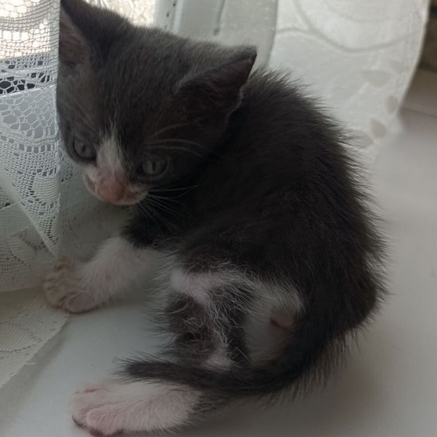 Котёнок в добрые руки