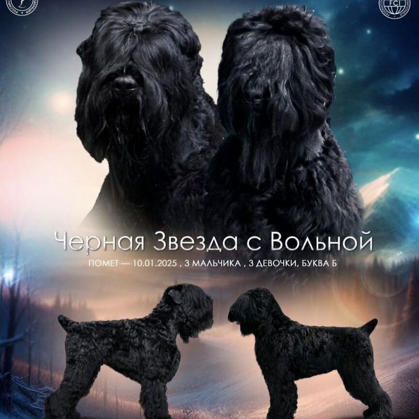 Русский черный терьер щенки