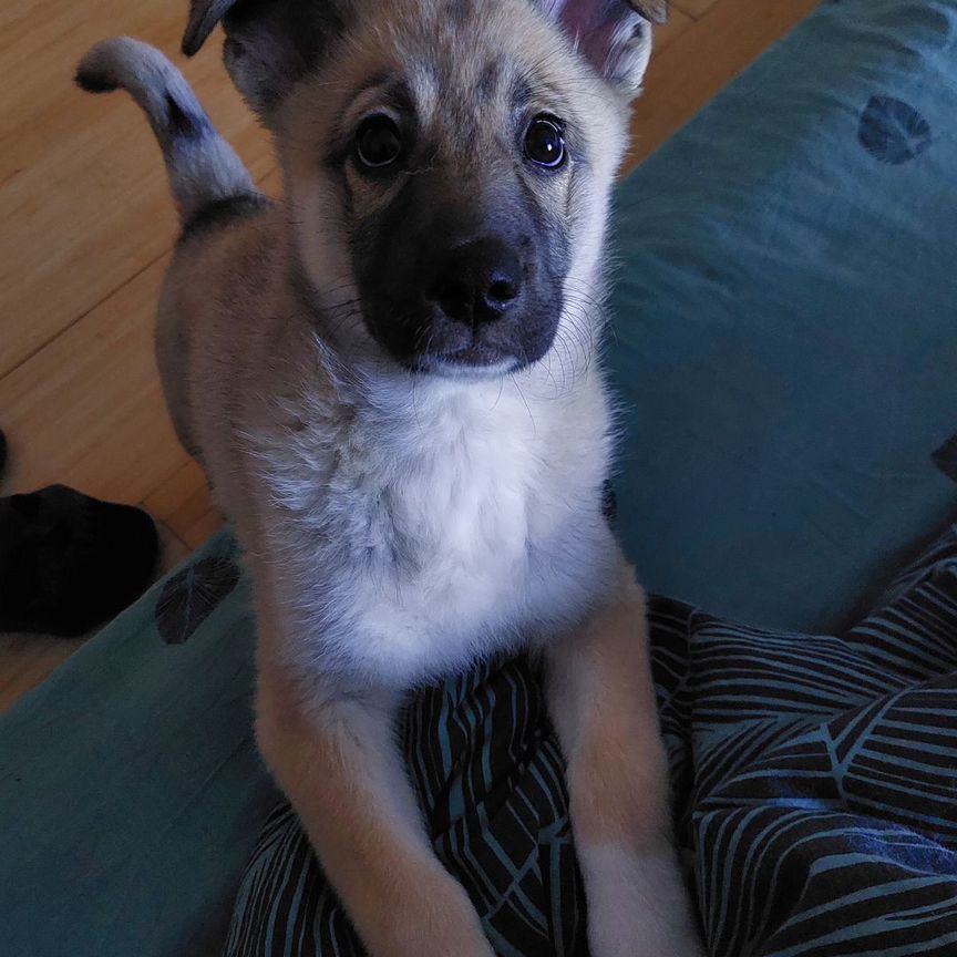 Лайка, щенок